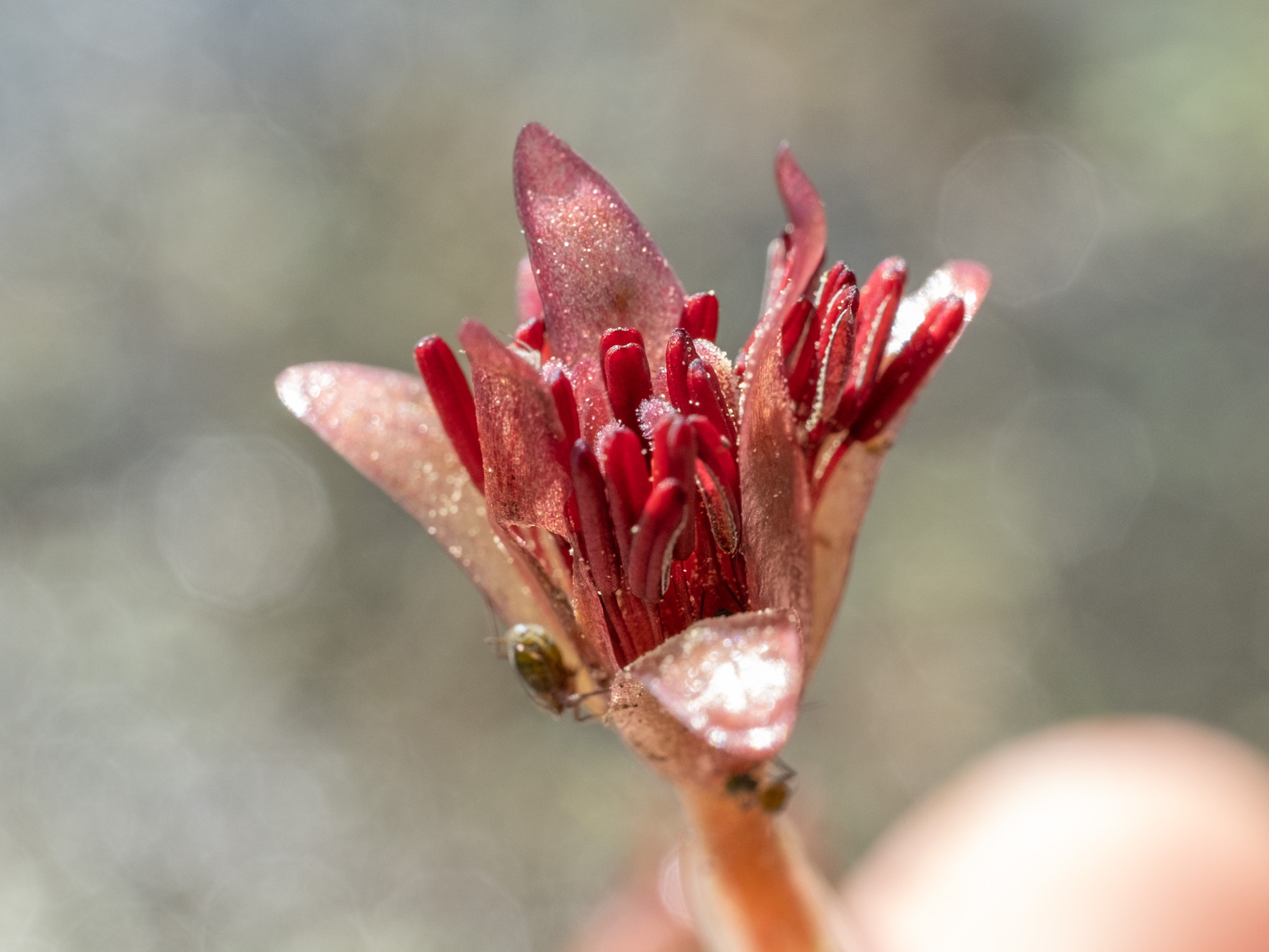 Cabombaceae