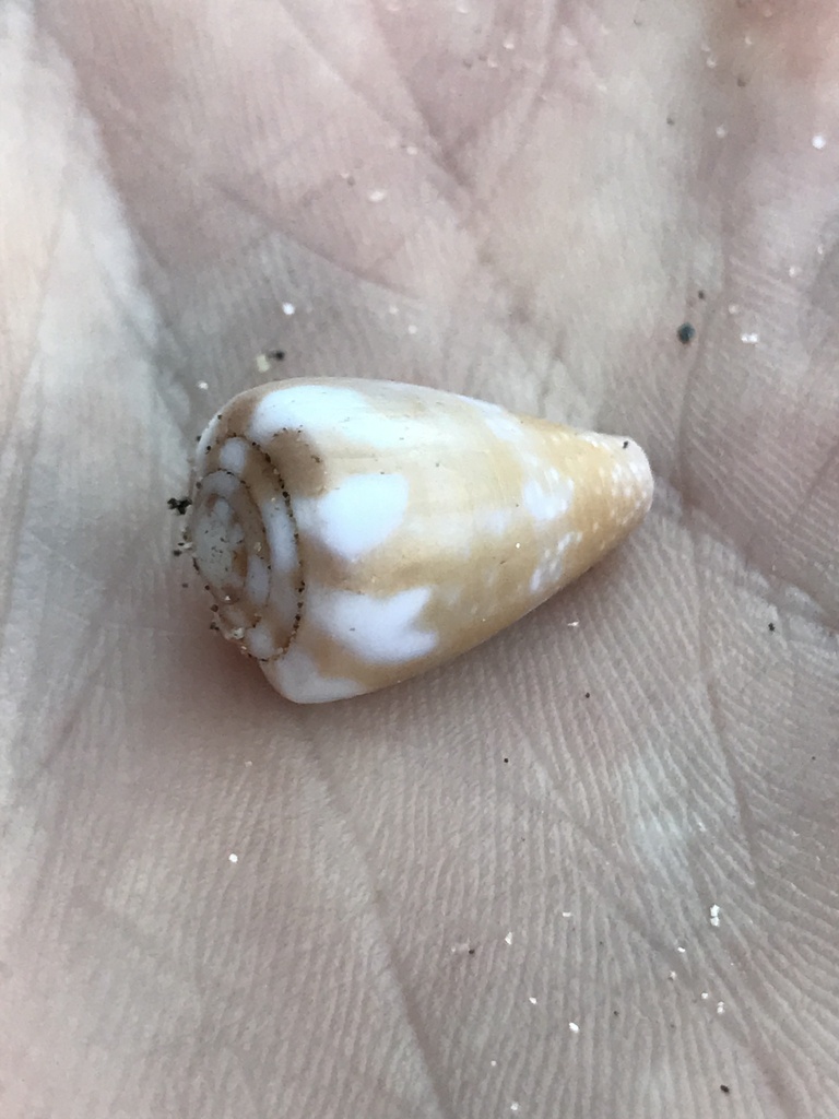 Rat Cone from Kauai County, US-HI, US on March 15, 2023 at 07:13 AM by ...