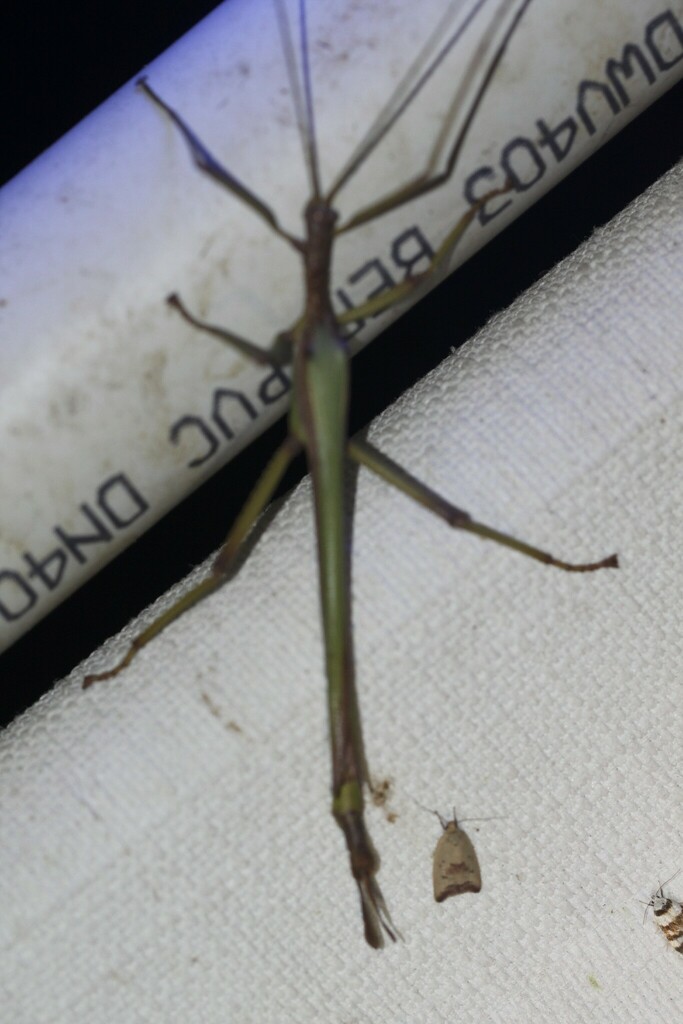 Red-winged Stick Insect from Mount Mellum QLD 4550, Australia on March ...