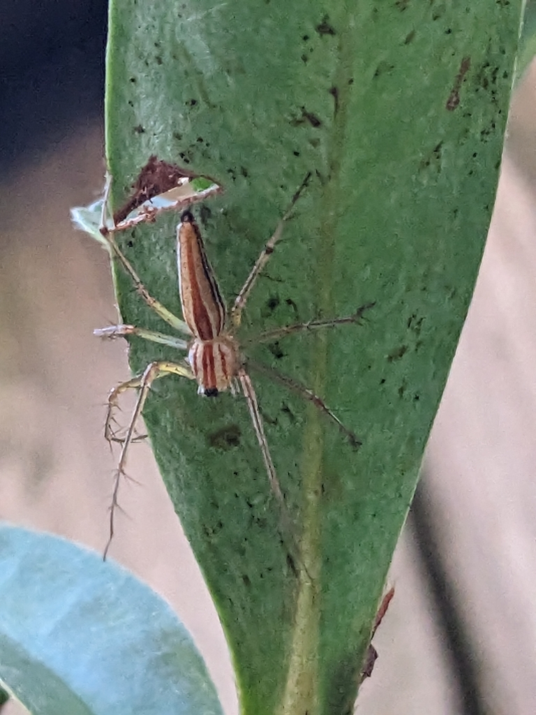 Lean Lynx Spider from Zillmere Rd near Halcomb St, Zillmere QLD 4034 ...
