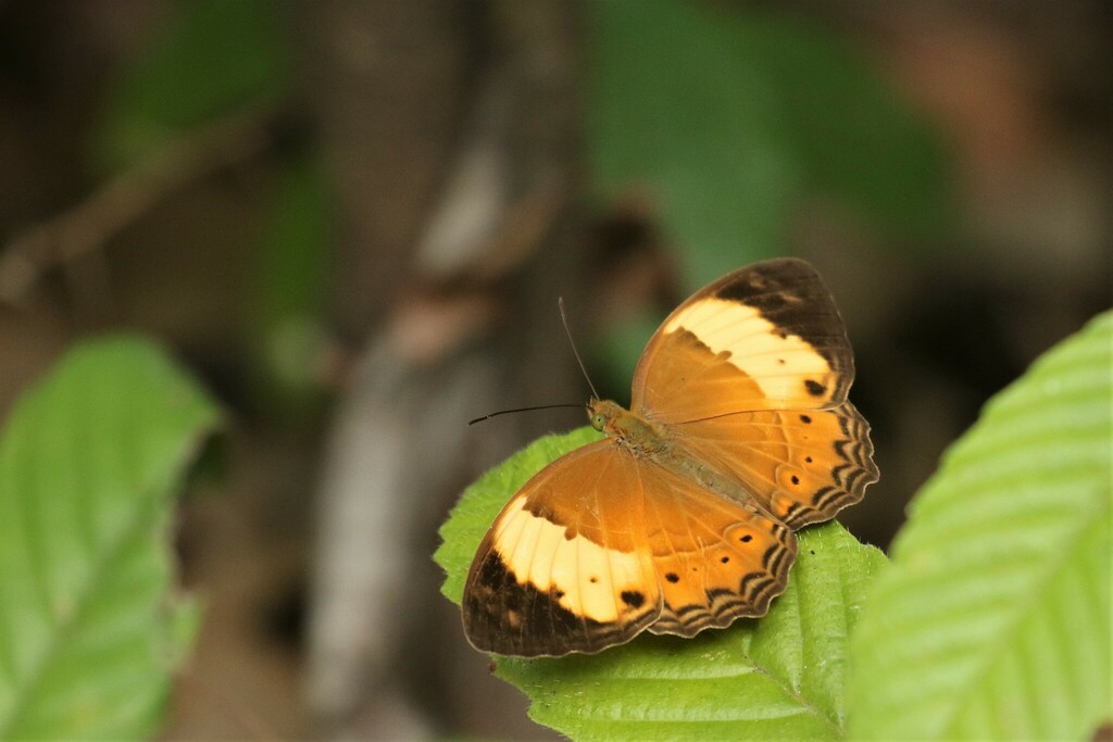 Cupha arias from Ilanin Forest West, Morong, Bataan, Filipijnen on ...