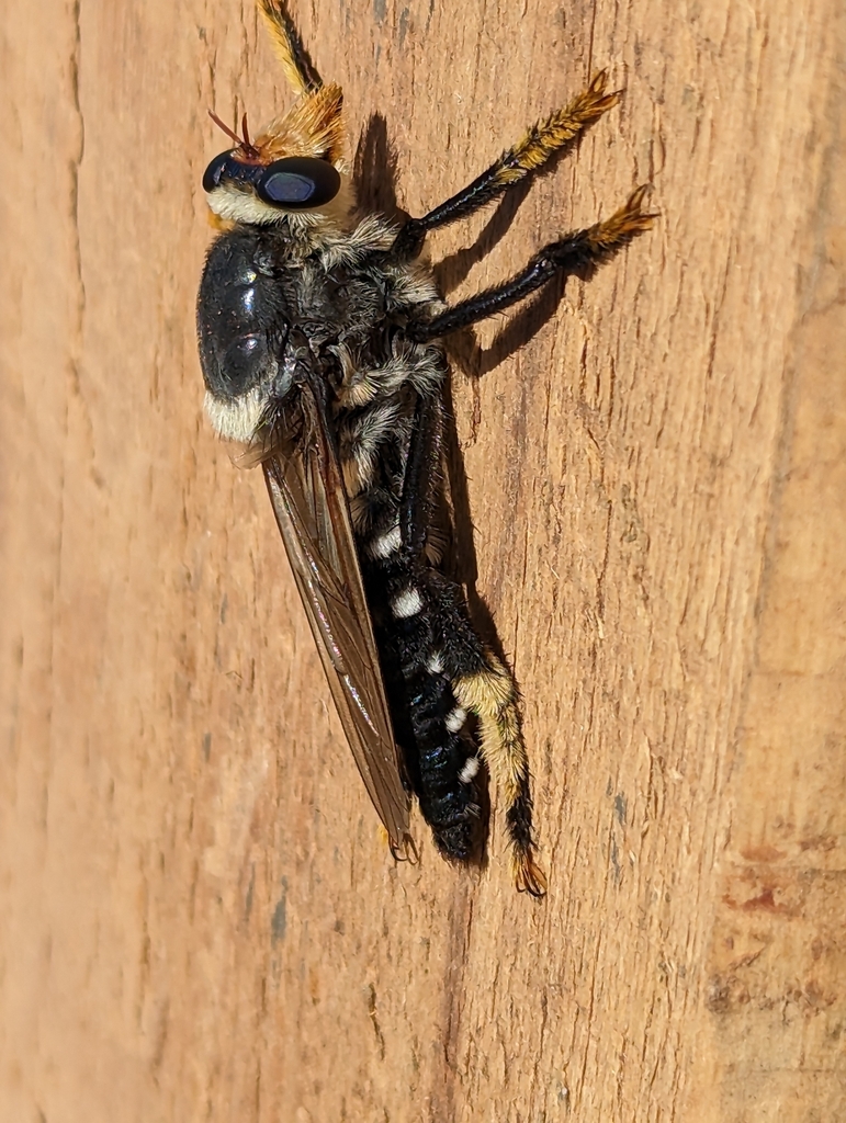 Phellus from Miranda SA 5700, Australia on March 16, 2023 at 10:00 AM ...