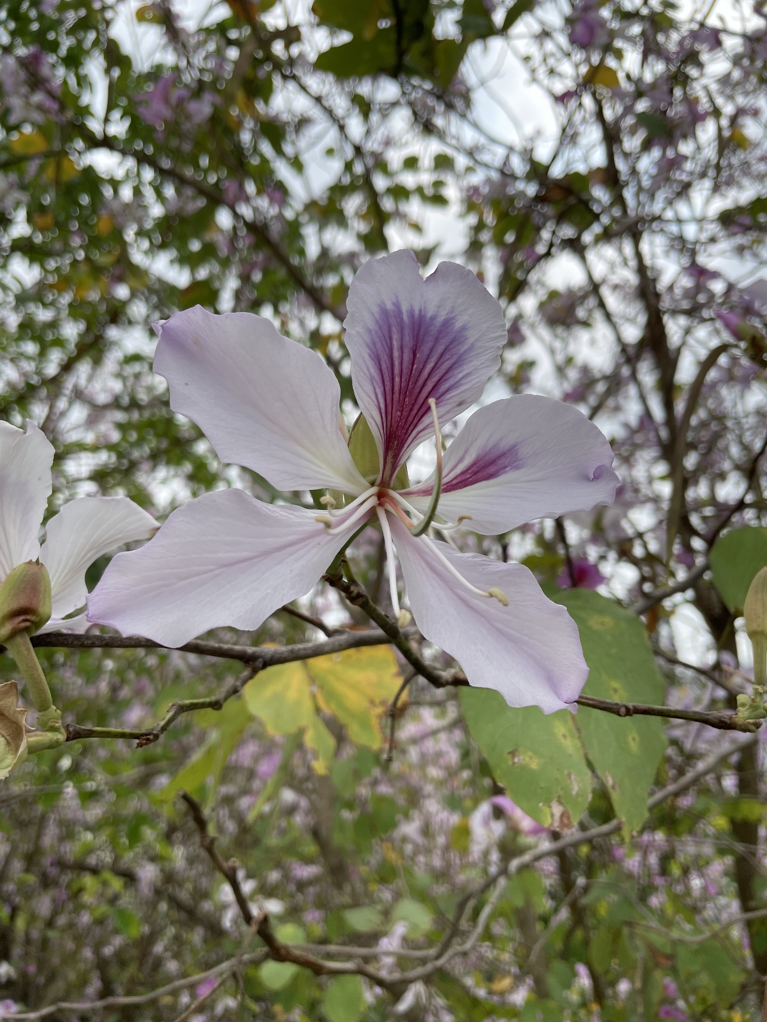 Bauhinia variegata L.