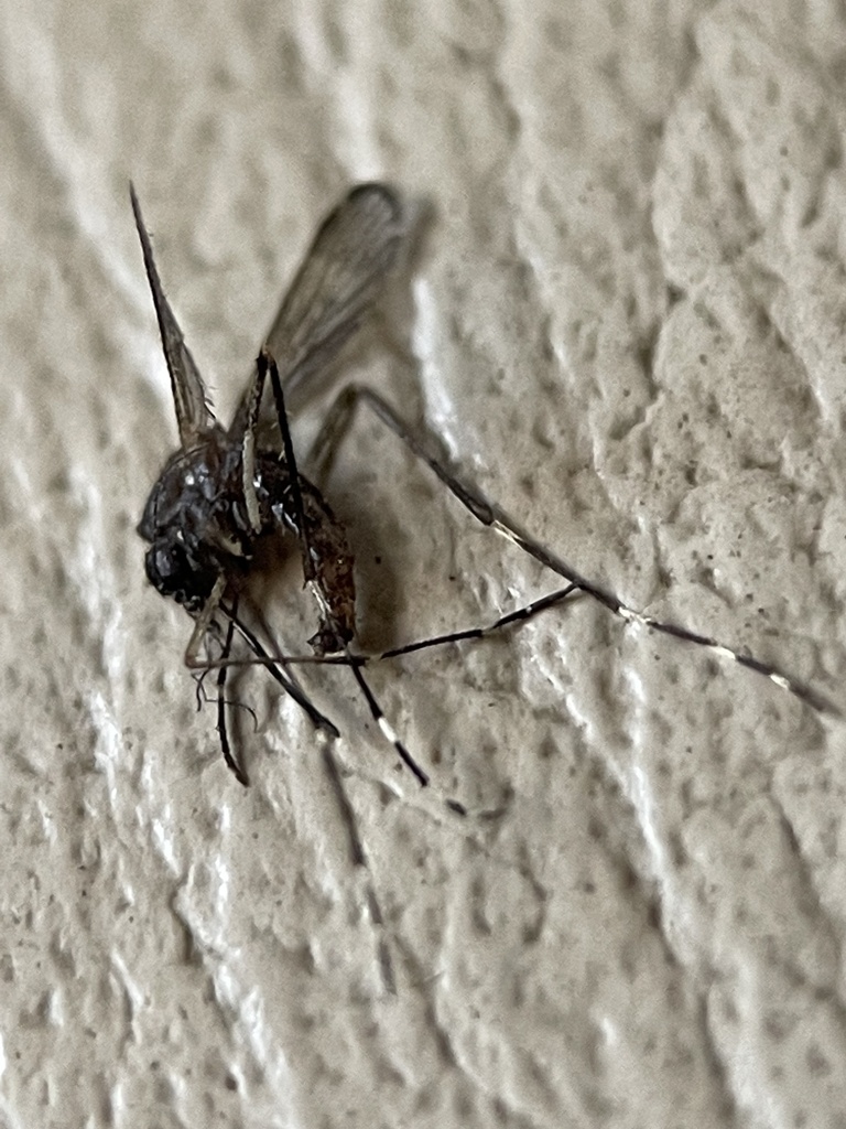 Striped Mosquito from Boundary Tk E, Frankston South, VIC, AU on March ...