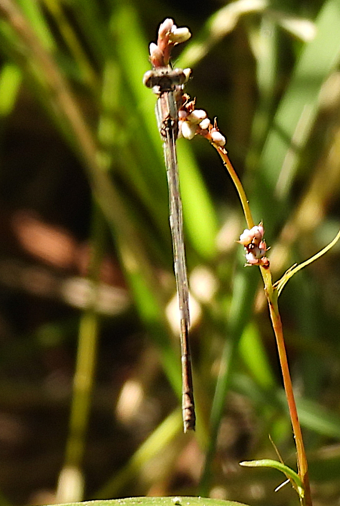 Ringtails from 4th Lagoon Deagon Wetlands, Sandgate Brisbane QLD ...