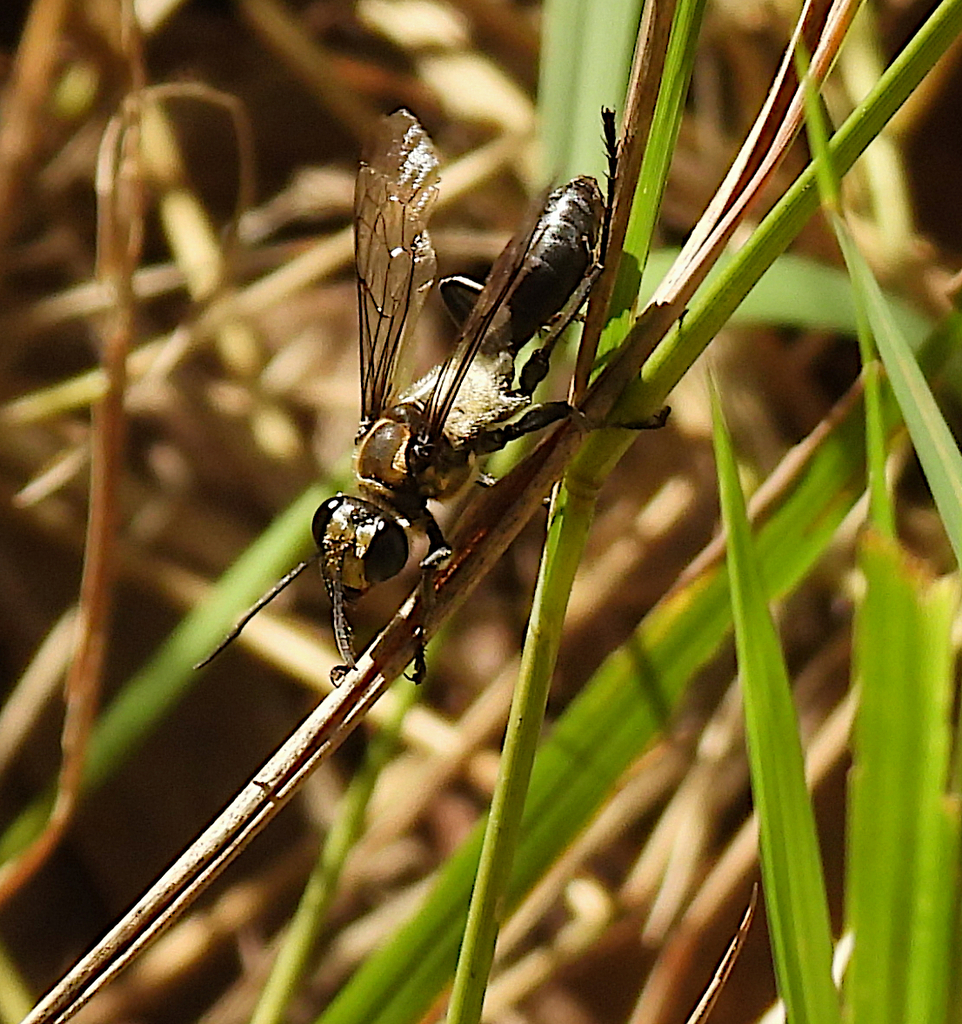 Bees and Apoid Wasps from 4th Lagoon Deagon Wetlands, Sandgate Brisbane ...
