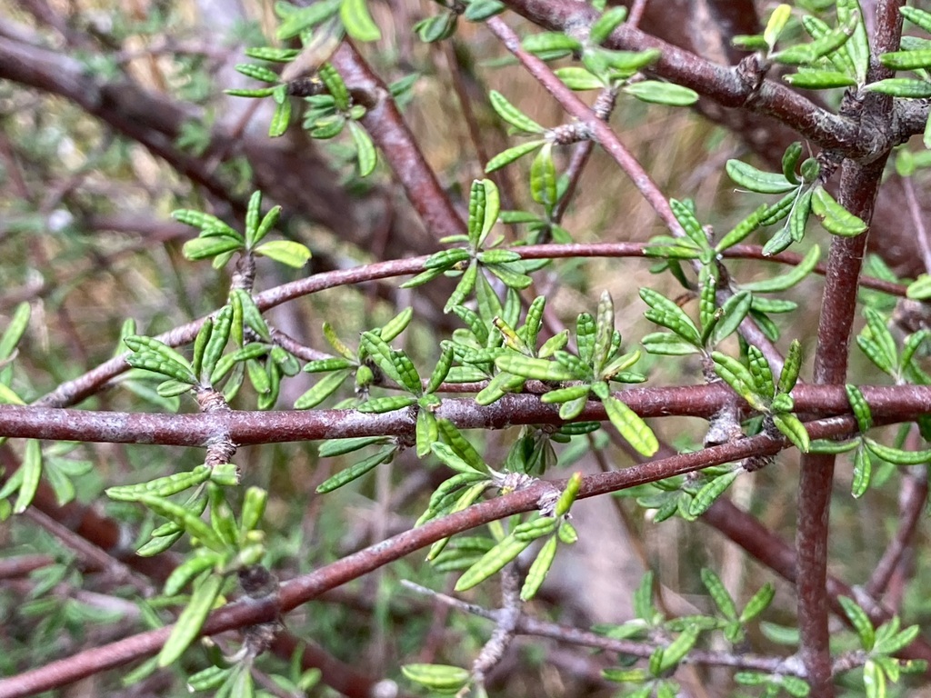Olearia bullata from Macraes, New Zealand on March 14, 2023 at 05:14 PM ...