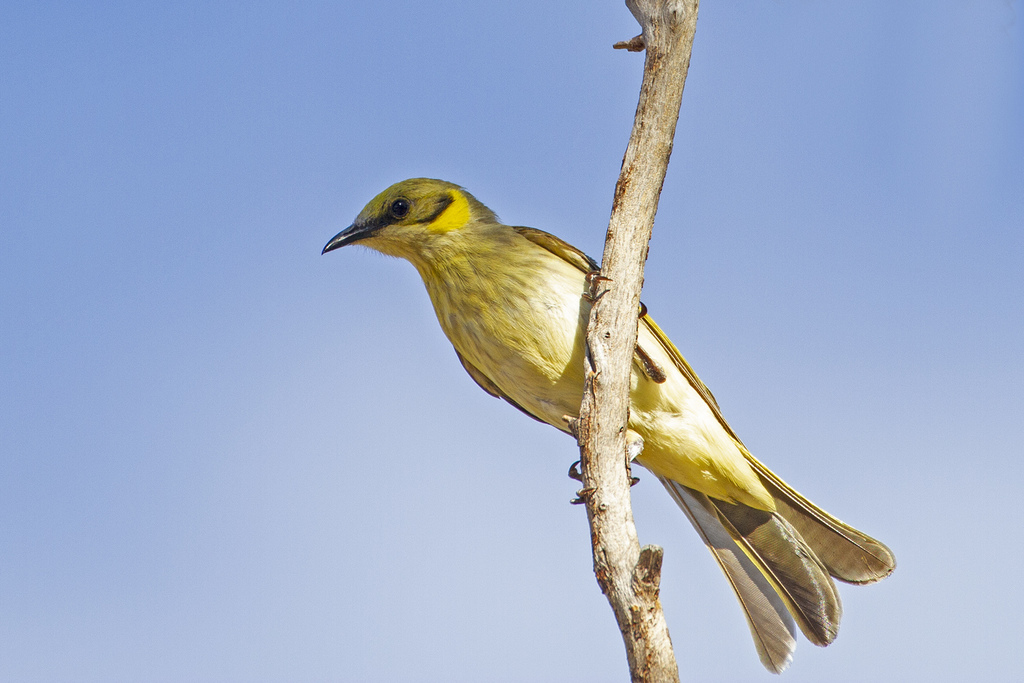 Northern Grey-fronted Honeyeater (Ptilotula plumula planasi) - Avian ...