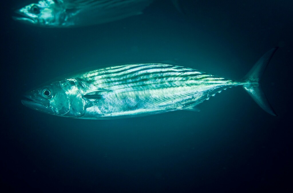 Australian Bonito from Northern Beaches Council, NSW, Australia on ...