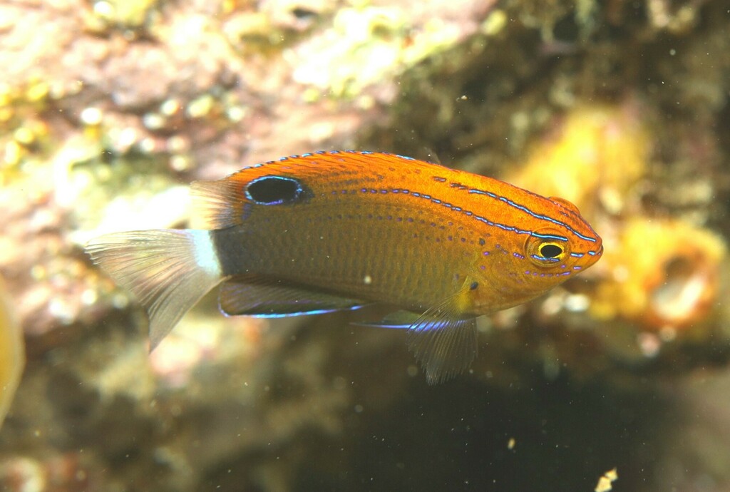 Speckled Damsel from Northern Beaches Council, NSW, Australia on March ...