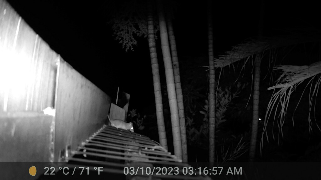 Black Rat from Sunshine Coast QLD, Australia on March 10, 2023 at 03:16 ...