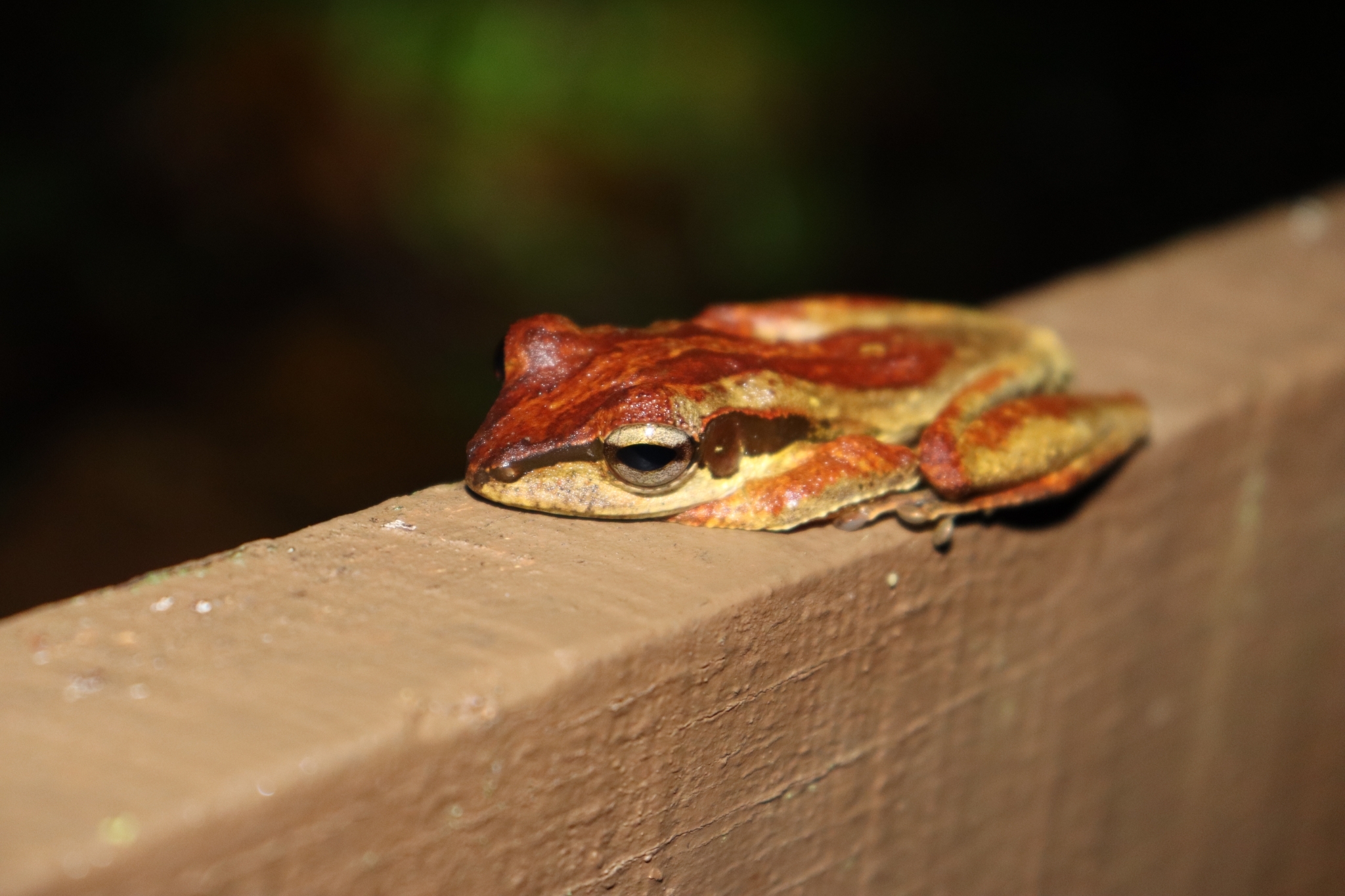 Polypedates macrotis (Boulenger, 1891)