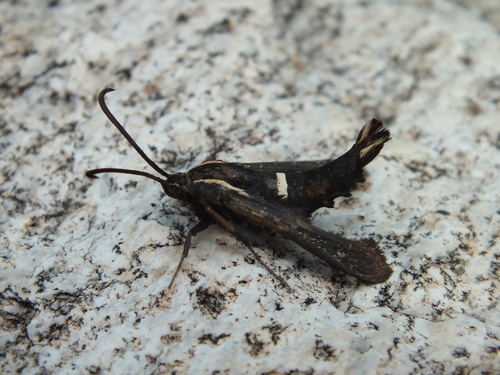 Burrowbush Borer Moth (Hymenoclea palmii) · iNaturalist