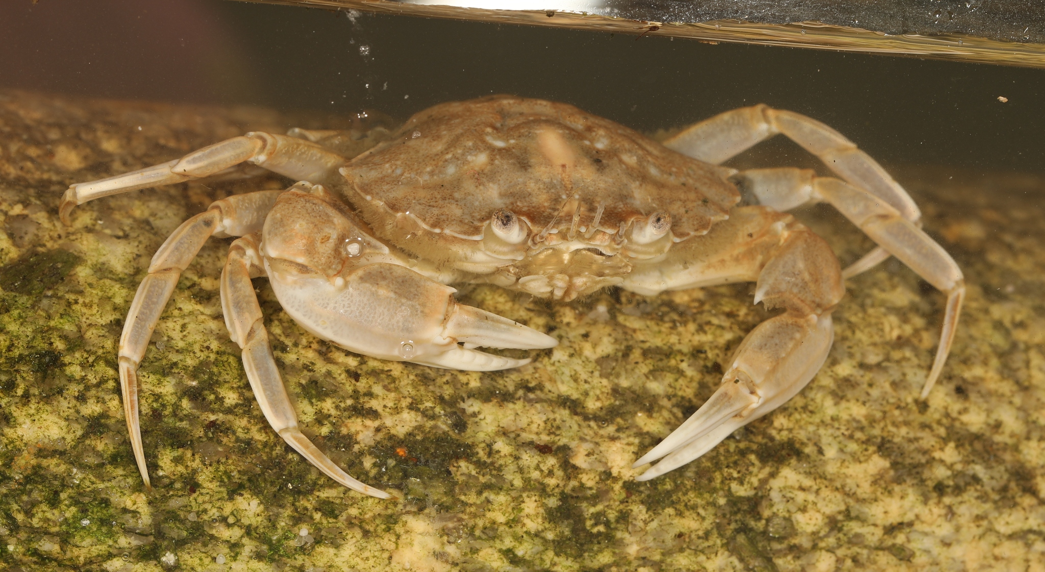 Liocarcinus vernalis (Risso, 1827)