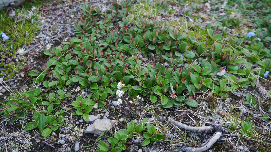 Net-leaved Willow from Заполярный р-н, Ненецкий автономный округ ...