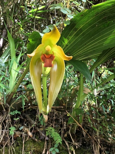 Ida grandis · iNaturalist Mexico