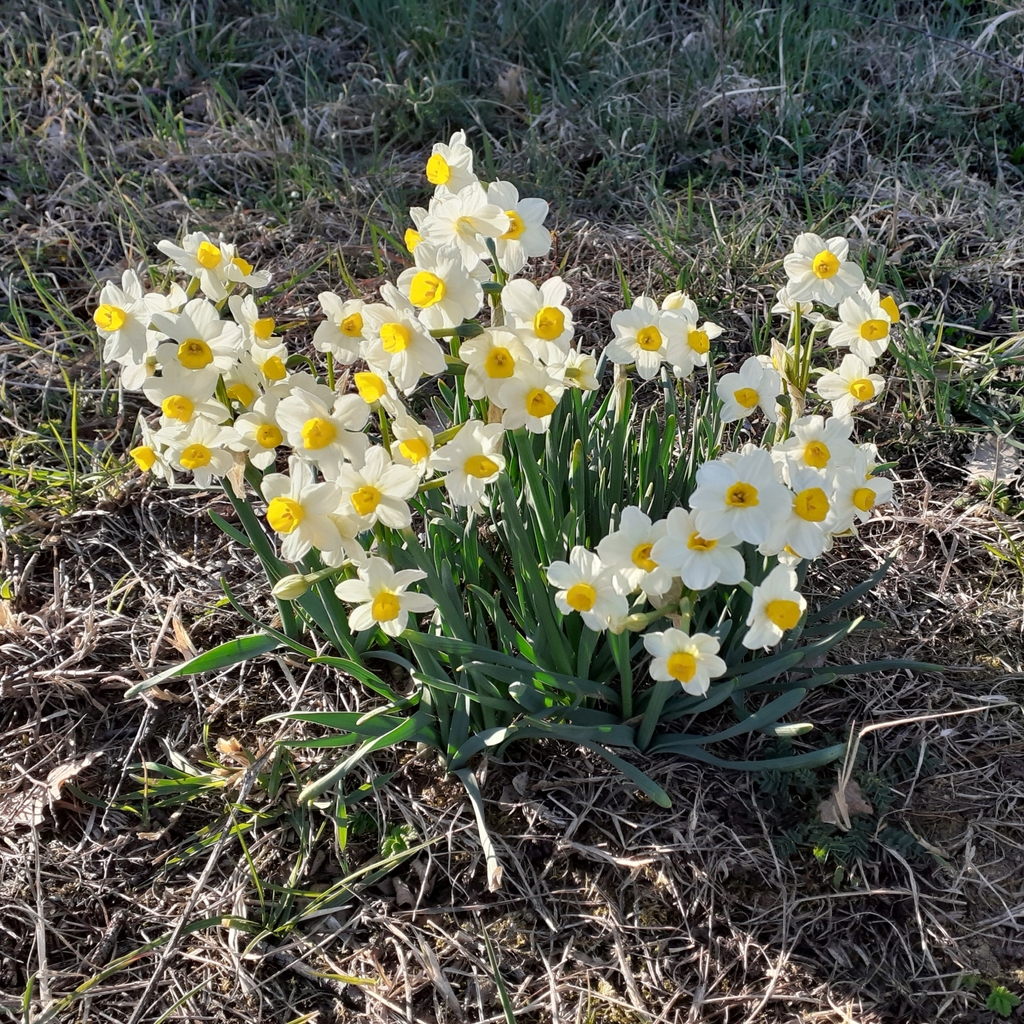 Bunch-flowered Daffodil from WH49+W9, 29020 Travo PC, Italia on March ...