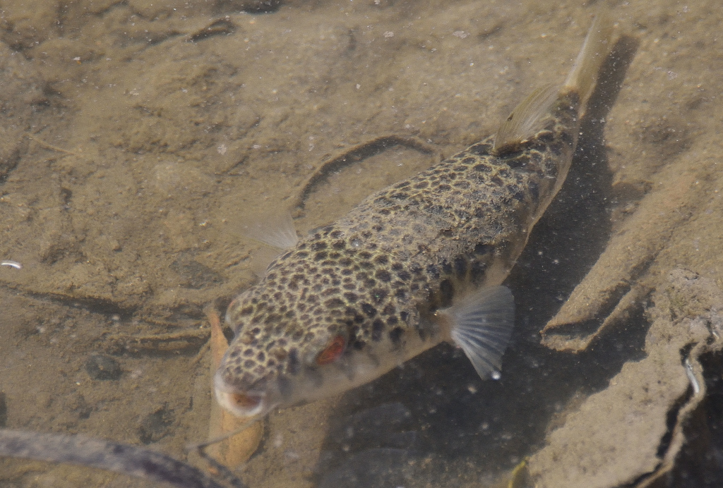 Common Toadfish from Taren Point NSW 2229, Australia on March 17, 2023 ...