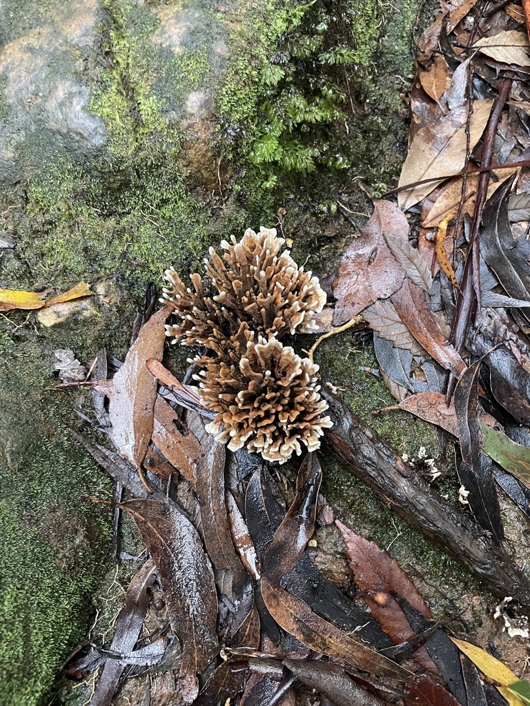 stinking earthfan from Springbrook National Park, Springbrook, QLD, AU ...