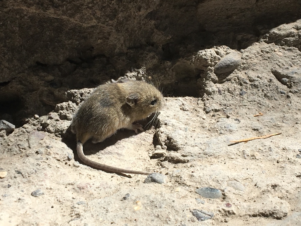 South American Mice and Rats from Caylloma Province, Peru on May 08 ...