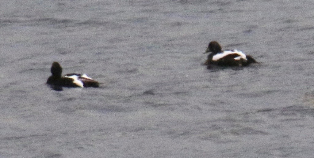 Common Eider from Ísafjarðarbær, IS-VF, IS on August 07, 2018 at 07:26 ...