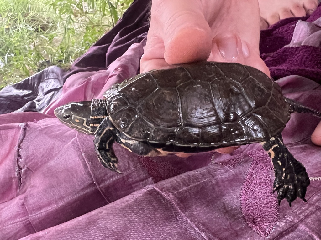 Mediterranean Turtle from Tassoultante, Marrakech-Safi, MA on June 12 ...