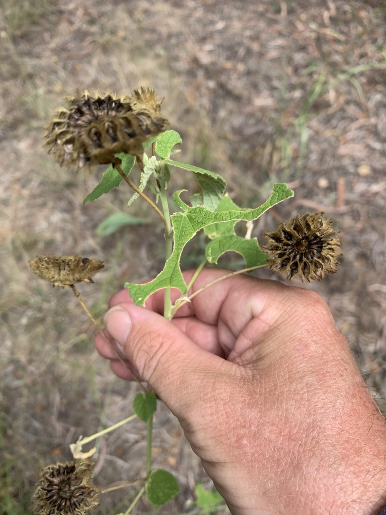 Monkey bush in March 2023 by Geoffrey Sinclair · iNaturalist