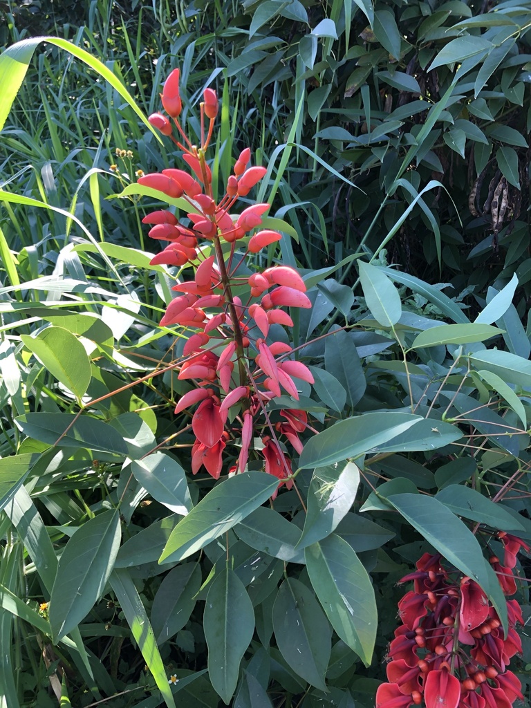 Cockspur coral tree from Oxley Rd, Oxley, QLD, AU on March 17, 2023 at ...
