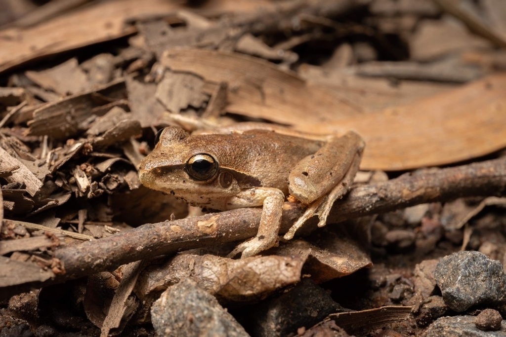 Wilcox's Frog from Northwest Outer Brisbane, Enoggera Reservoir, QLD ...