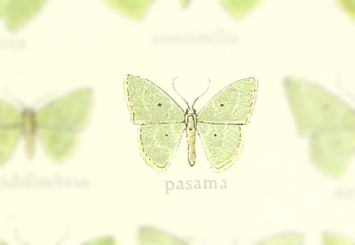 Lissochlora pasama · iNaturalist