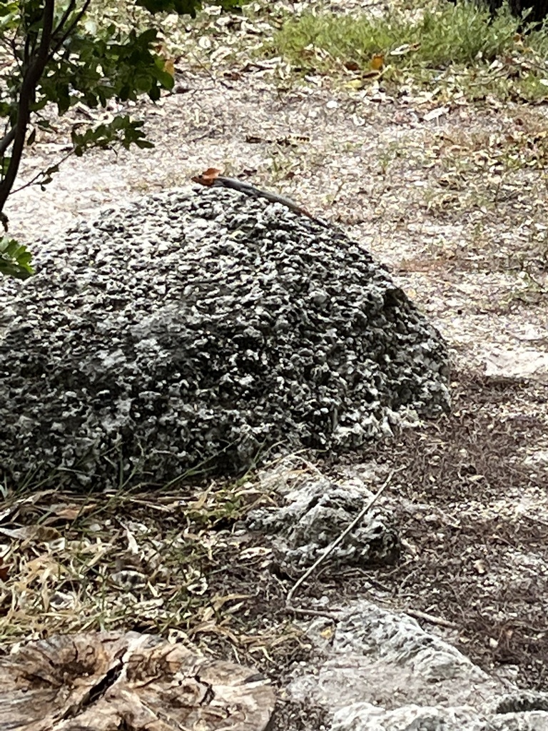 Peters's Rock Agama in March 2023 by Mason Sieg · iNaturalist