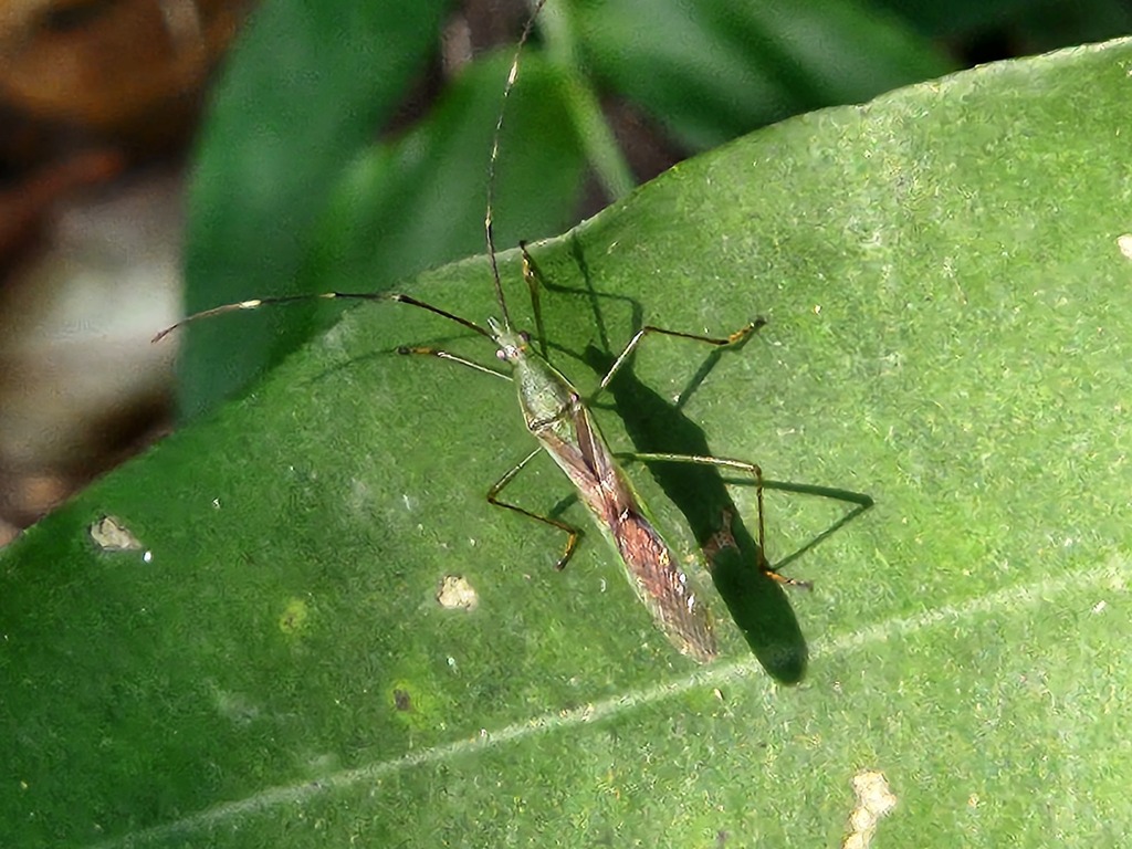 Paddy Bug from 台灣台北 on March 17, 2023 at 03:39 PM by 胡正恆(Jackson Hu ...