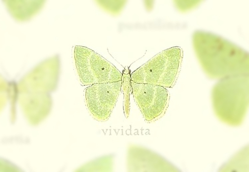 Lissochlora vividata · iNaturalist Mexico