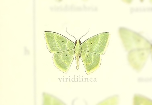 Lissochlora viridilinea · iNaturalist