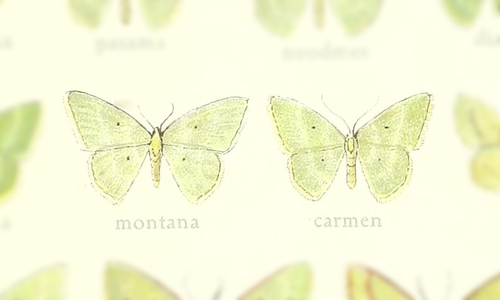 Lissochlora cecilia · iNaturalist