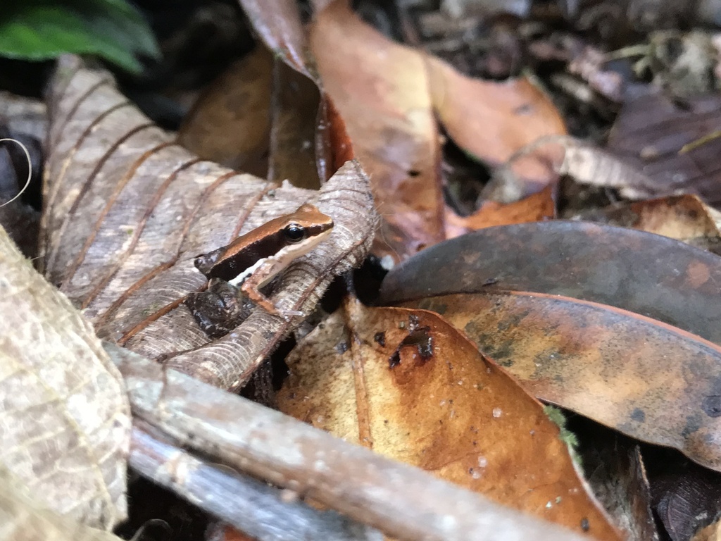 Allobates sumtuosus from Manaus, AM, BR on November 24, 2022 at 09:17 ...