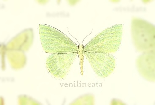 Lissochlora venilineata · iNaturalist