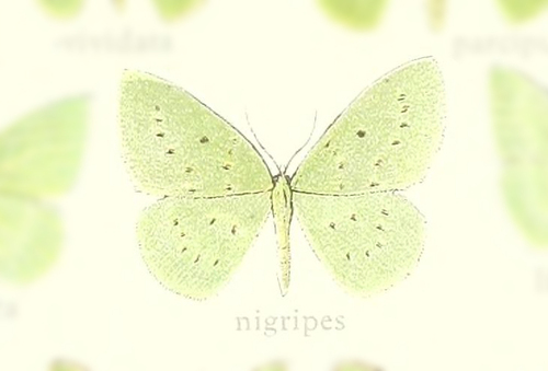 Lissochlora nigripes · iNaturalist