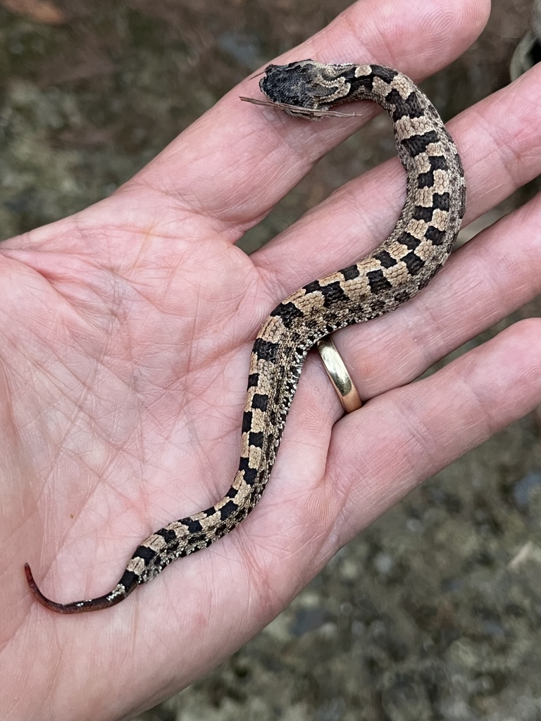 Chinese Mountain Pit Viper from Bach Ma National Park, Phu Loc, Thua ...