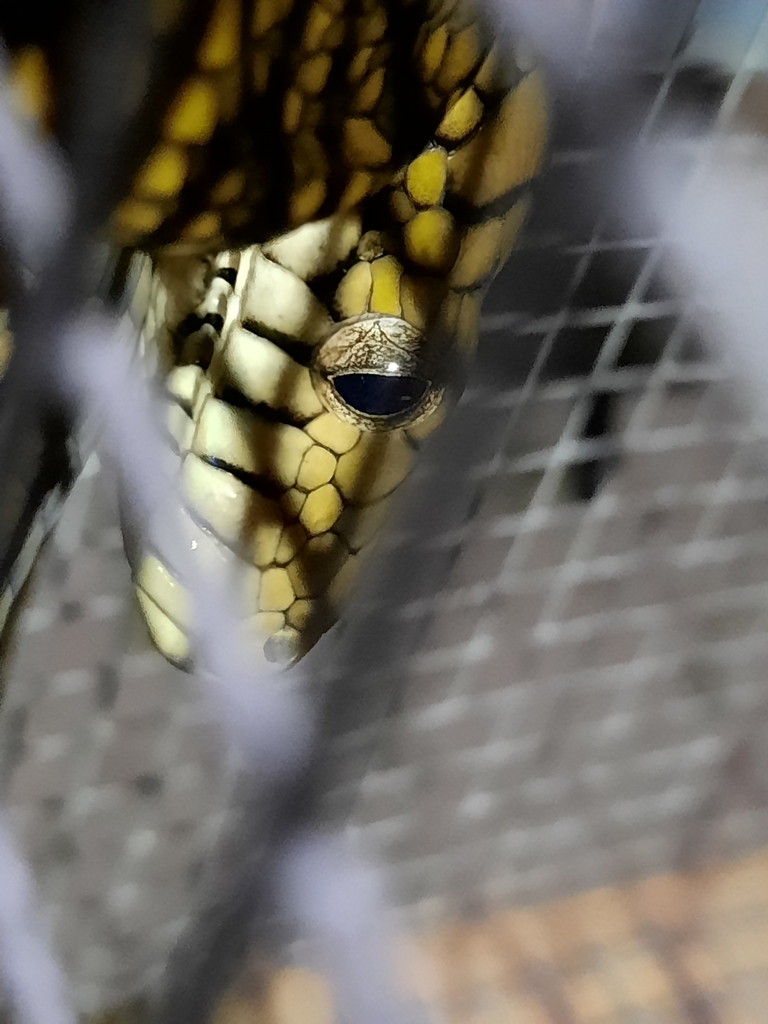 Amethyst Python from Ambenob Rural LLG, Papua New Guinea on March 17 ...