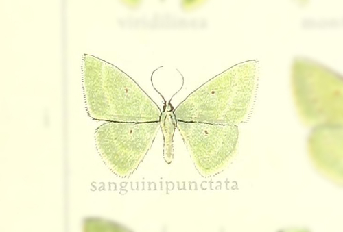 Lissochlora sanguinipunctata · iNaturalist