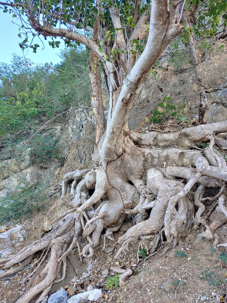 Water Mampoo in December 2021 by pilgrim123 · iNaturalist