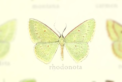 Lissochlora rhodonota · iNaturalist