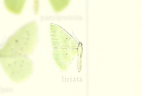 Lissochlora liriata · iNaturalist