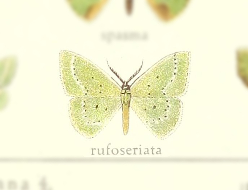 Lissochlora rufoseriata · iNaturalist