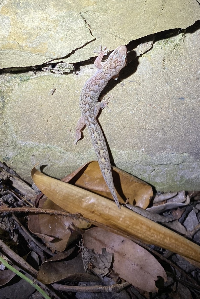 Southern Marbled Gecko in March 2023 by RikeF · iNaturalist