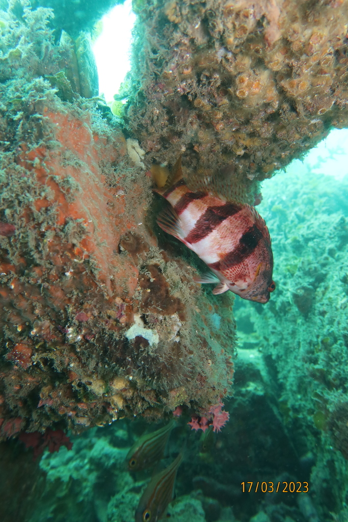 Banded Seaperch from St Vincent St, Gulfview Heights SA 5096, Australia ...