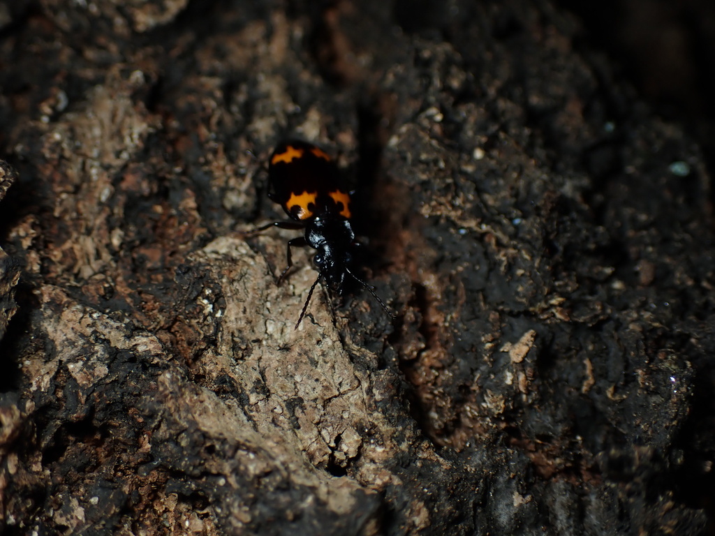 Lioptera erotyloides from 黒髪8丁目, 熊本市中央区, 熊本県, JP on October 12, 2020 at ...