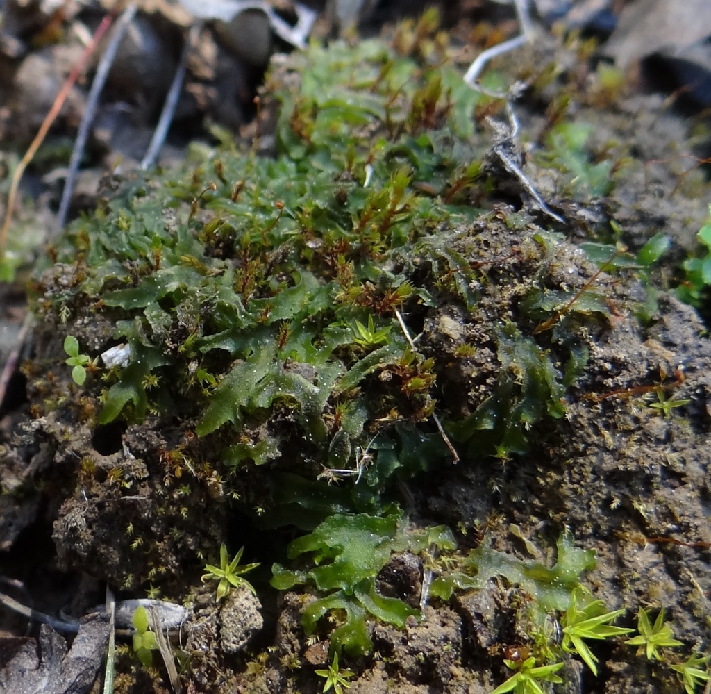 (Notothyladaceae) - Botanical Realm