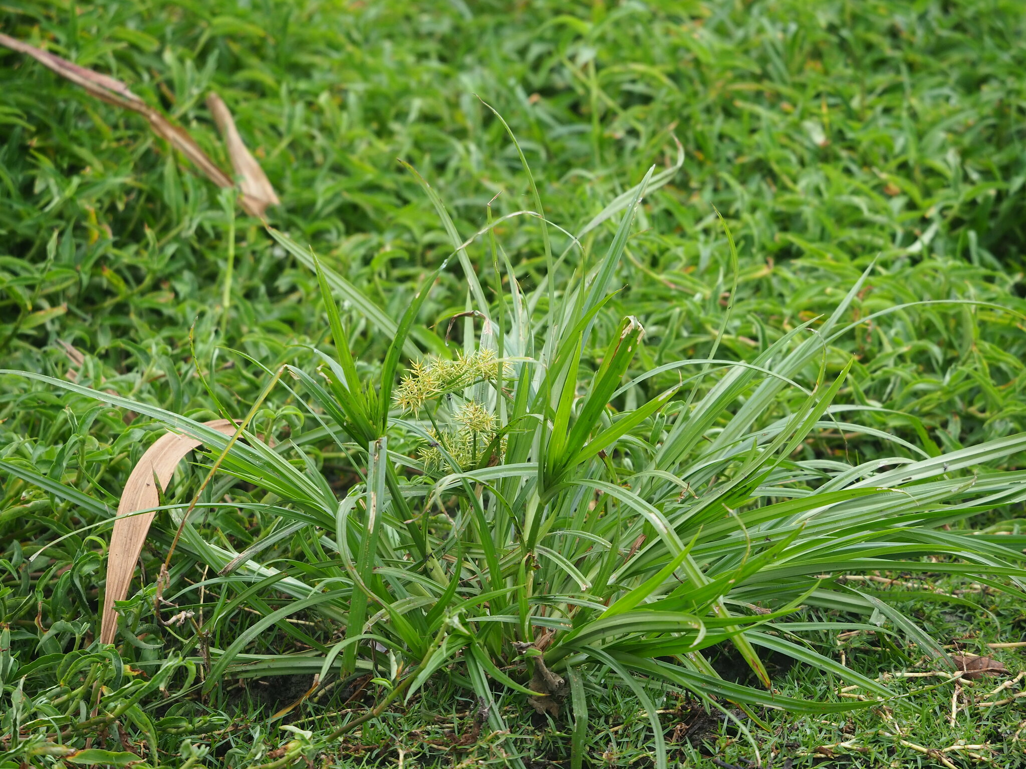 Cyperus odoratus L.